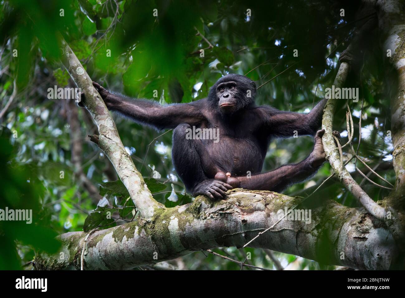 Bonobo (Pan paniscus) male resting in tree, north of Bandundu Province ...