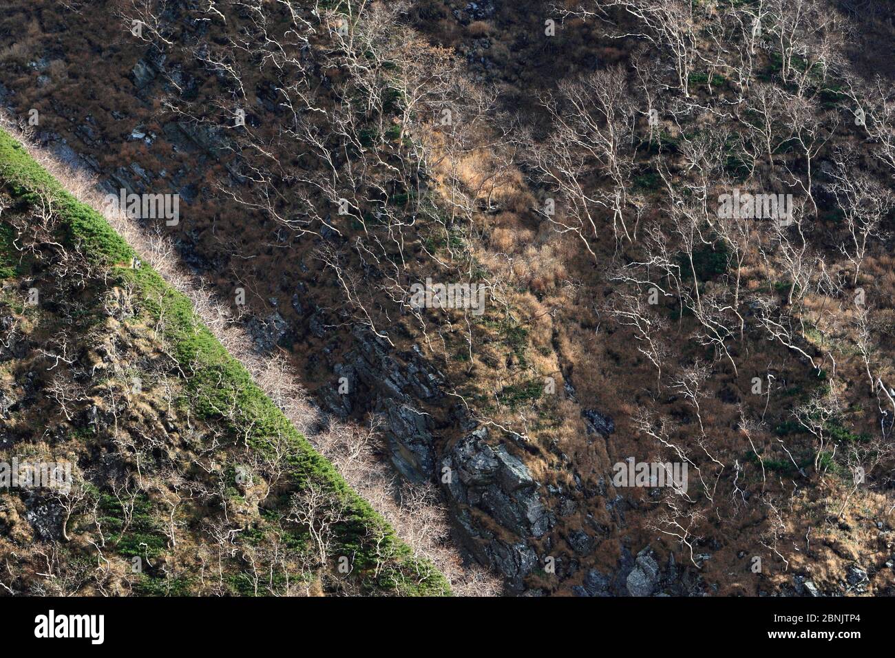 Wind blown trees, Mae-hotaka-dake Summit. Kamikochi Valley, Honshu ...