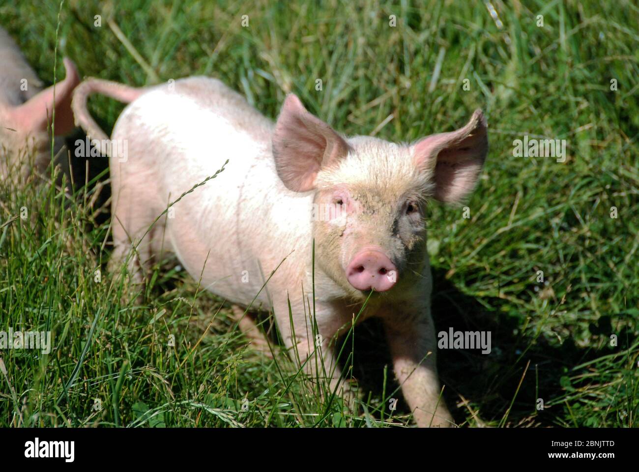 Free pigs in a green meadow Stock Photo - Alamy