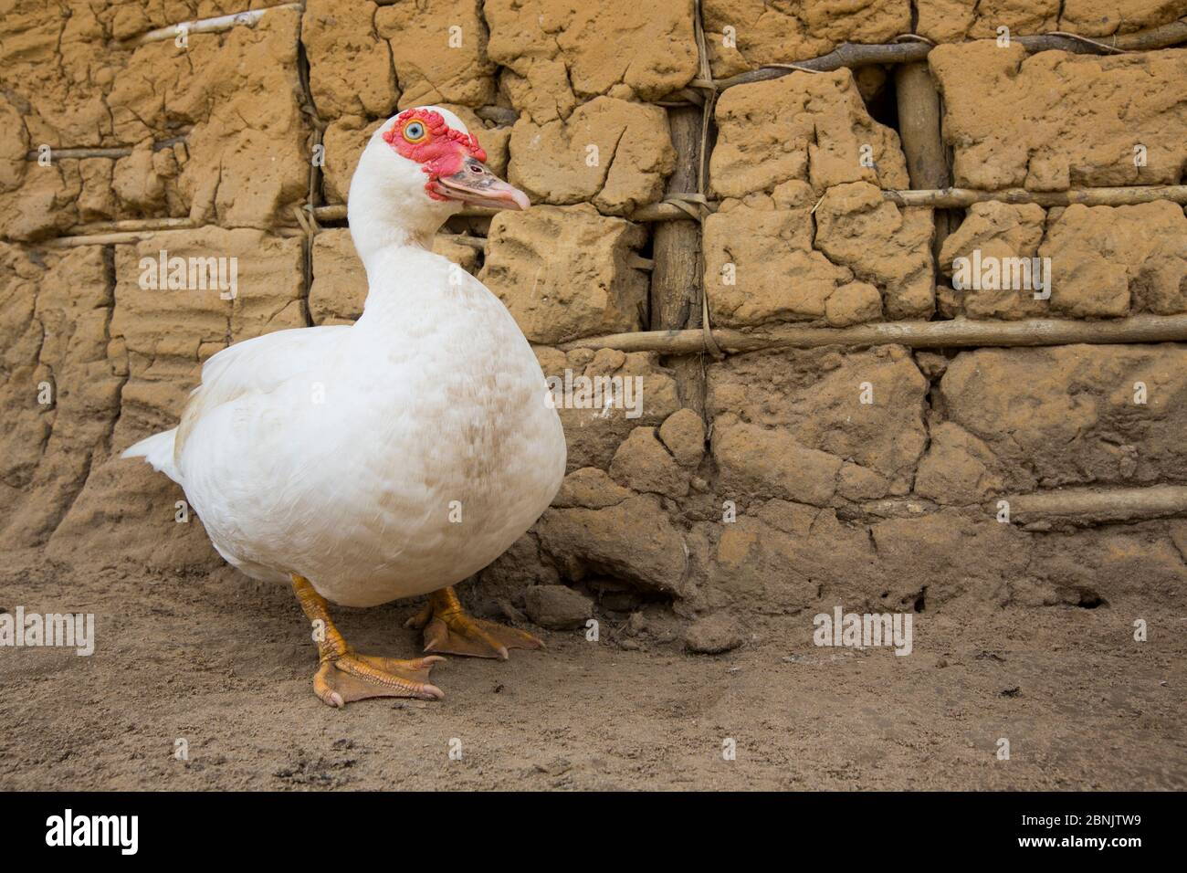 Domestic ducks, part of poultry breeding support provided by M ...