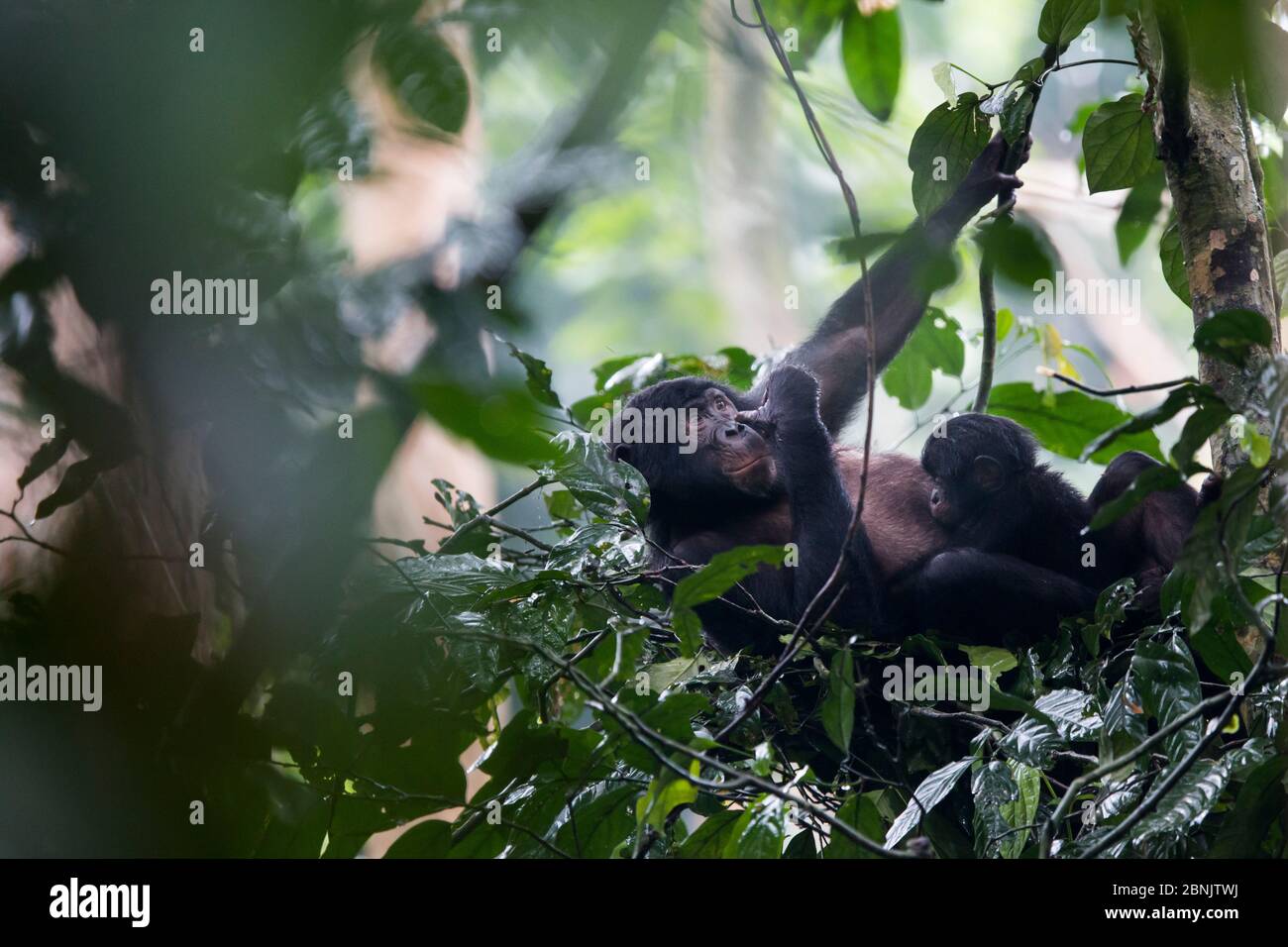 Bonobo (Pan paniscus) female and infant suckling in a day nest after ...