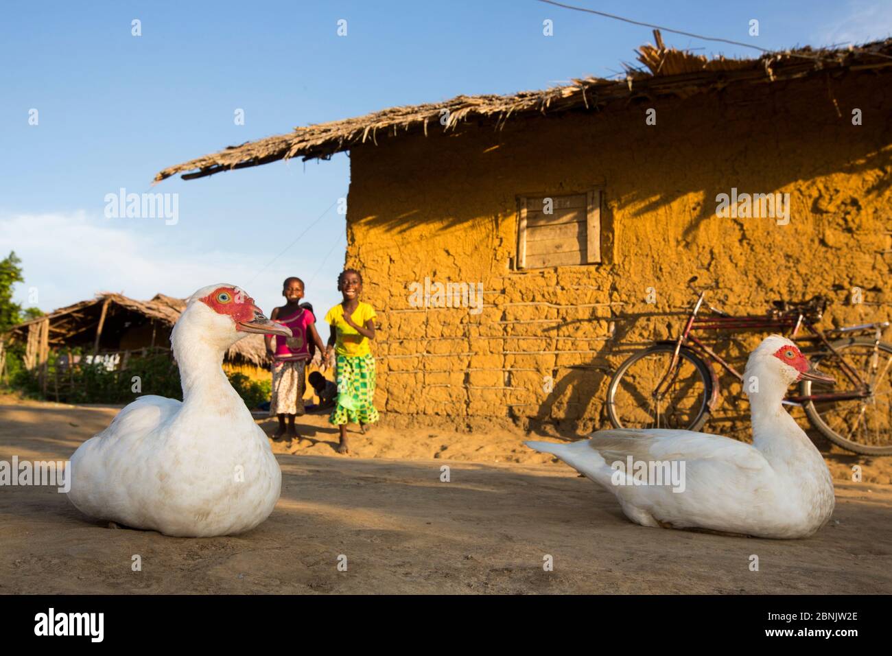 Domestic ducks, part of poultry breeding support provided by M ...