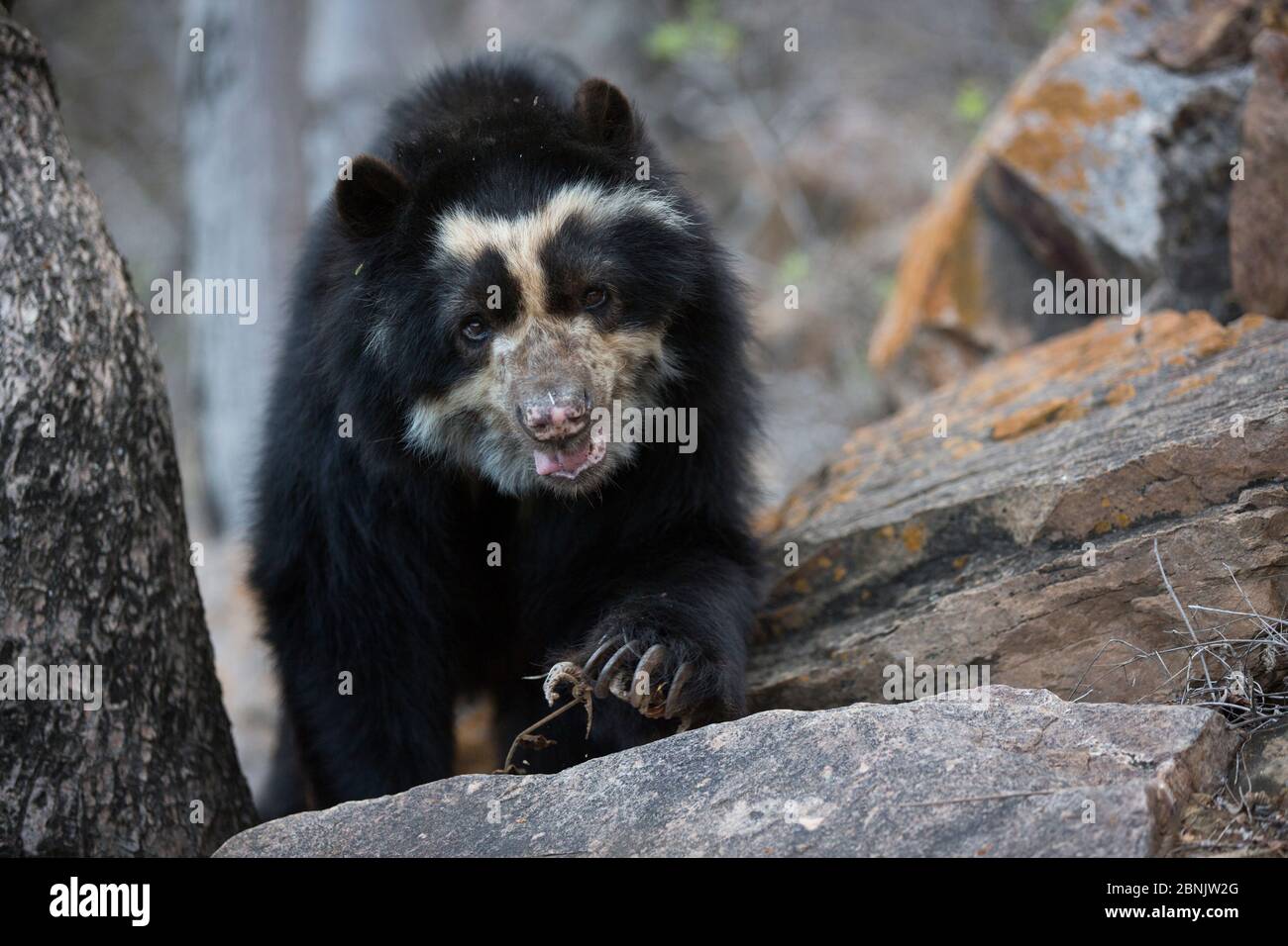 Spectacled bear peru hi-res stock photography and images - Alamy