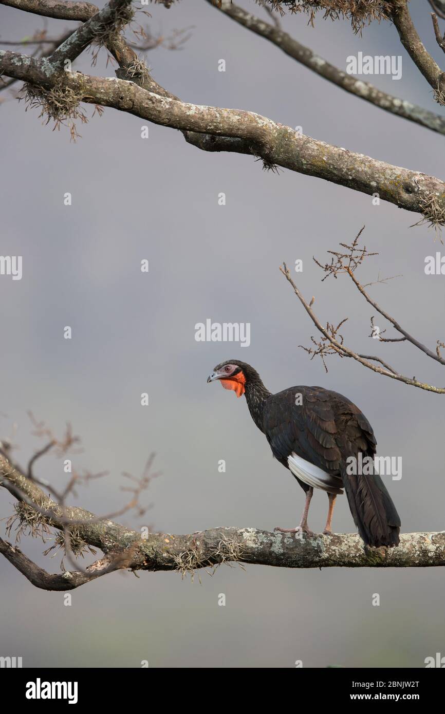 White winged guan penelope albipennis hi-res stock photography and ...