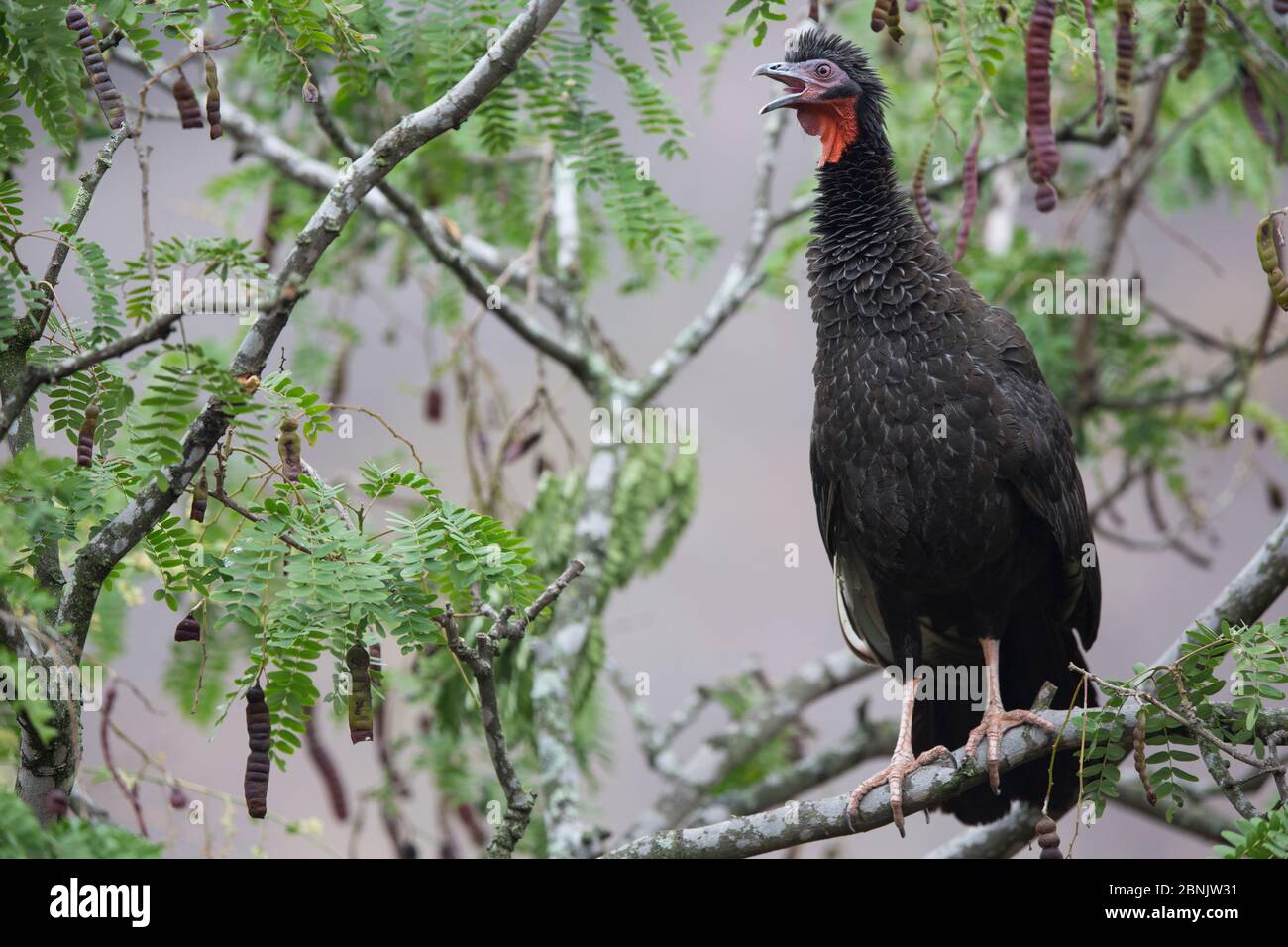 White-winged guan (Penelope albipennis) Chaparri Ecological Reserve ...