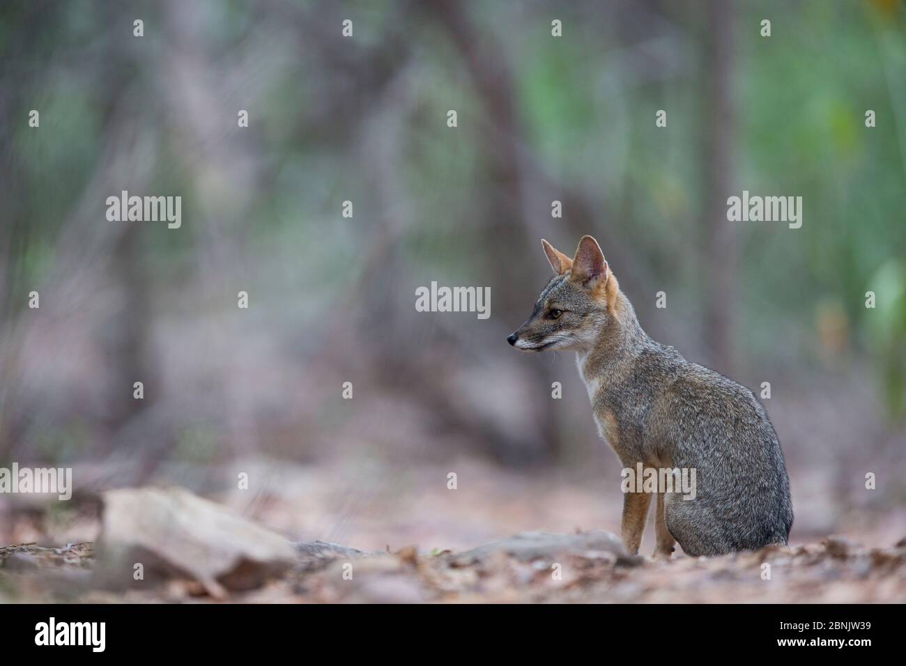 Peru sechura fox hi-res stock photography and images - Alamy