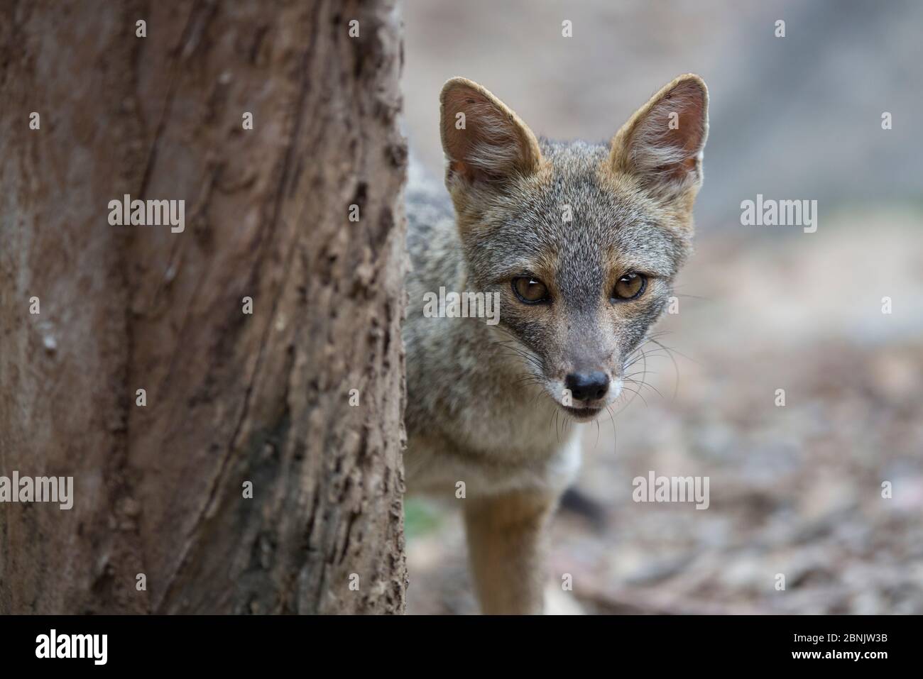 Zorro sechuran hi-res stock photography and images - Alamy