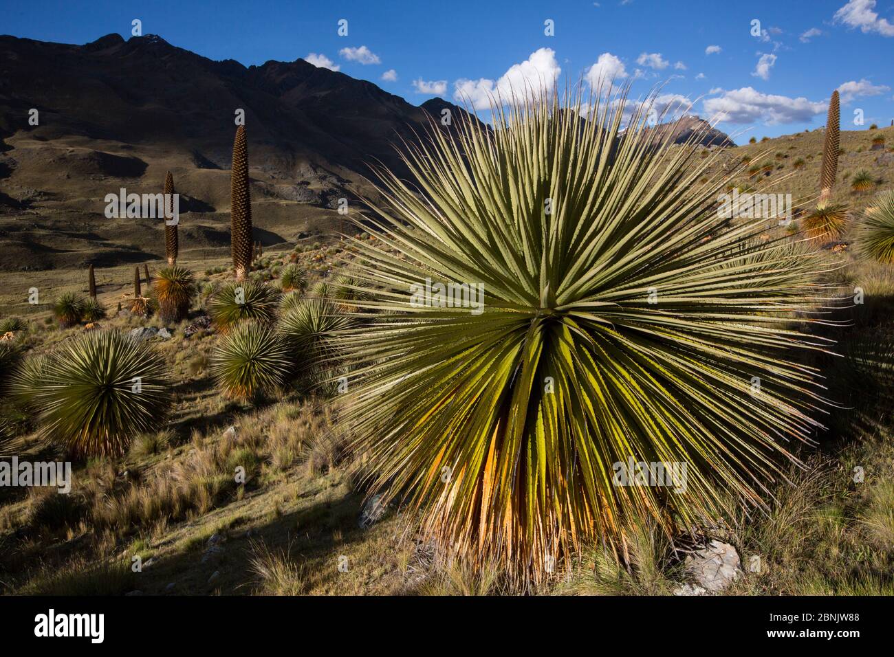 Queen of the Andes (Puya raymondii) plants in steppe, Cordillera Blanca ...