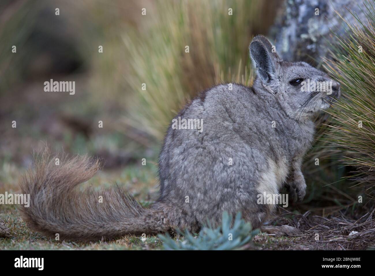 Northern viscacha (Lagidium peruanum) Huascaran National Park ...