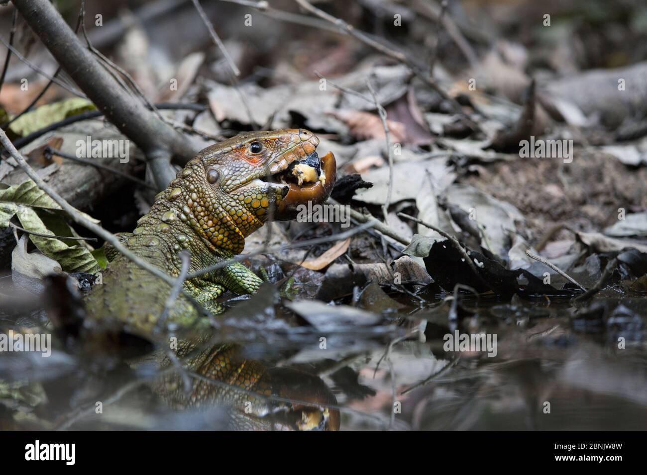 Caiman lizard dracaena paraguayensis hi-res stock photography and ...