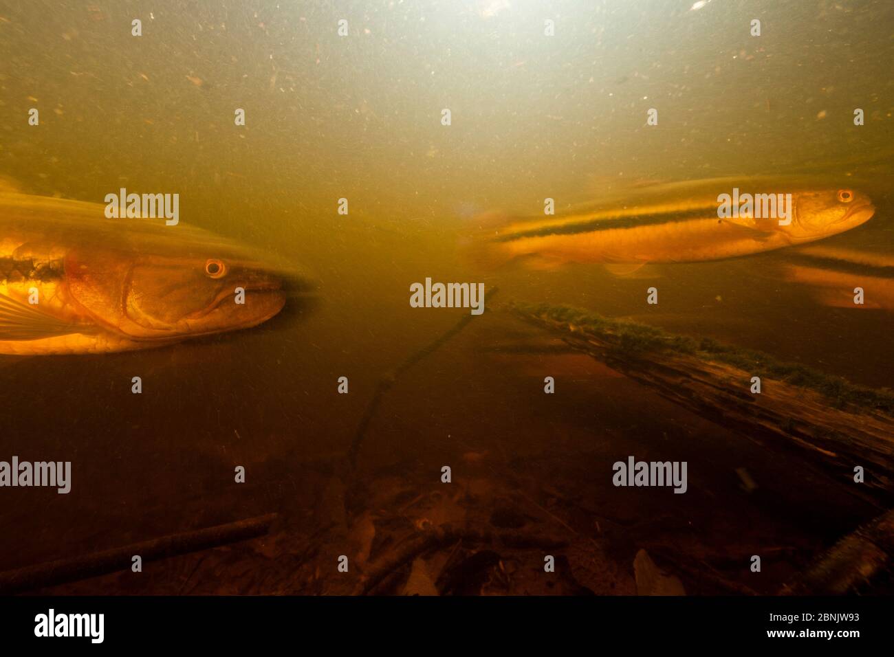 Amazon school fish hi-res stock photography and images - Alamy