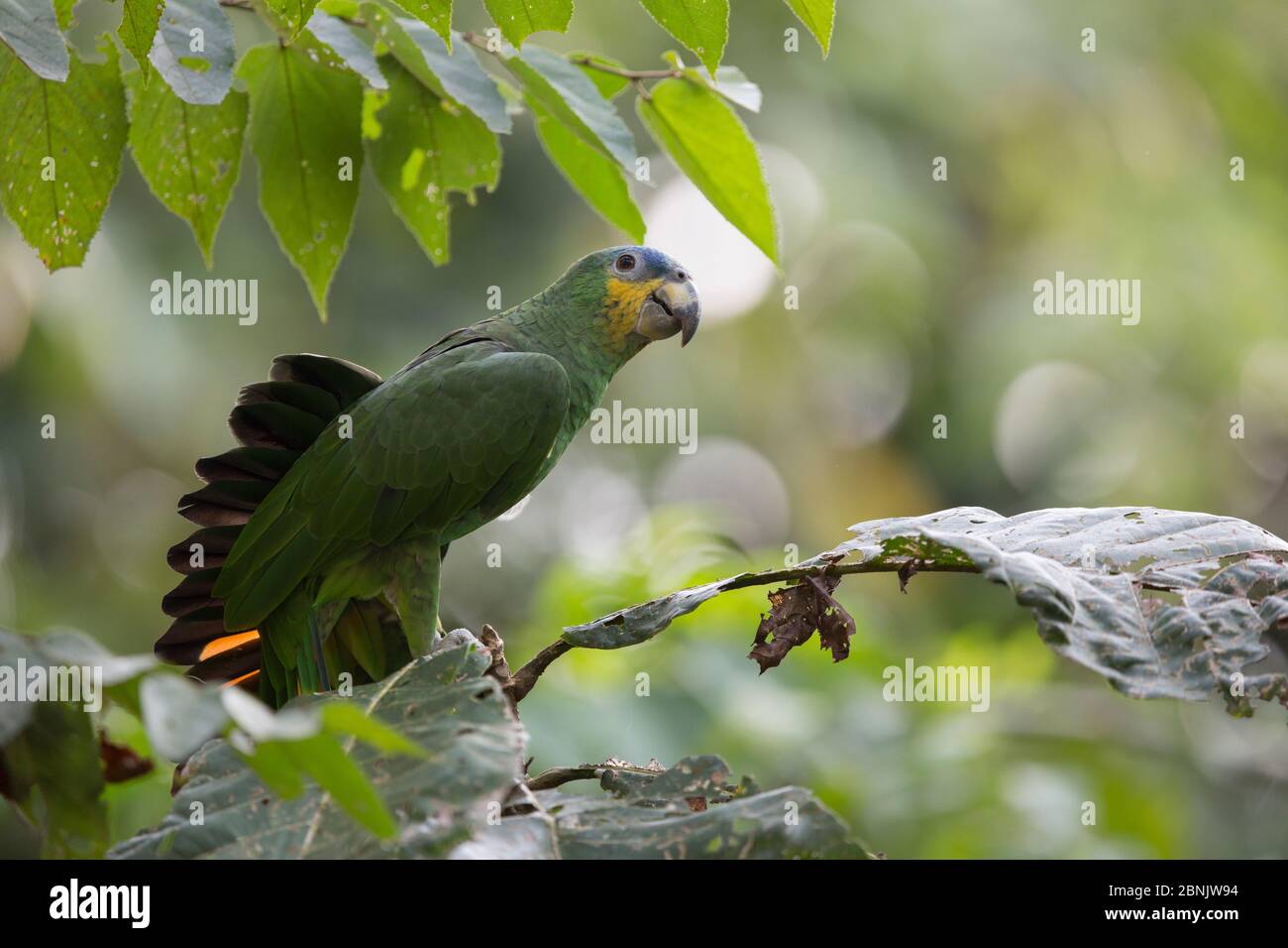 Orange-winged parrot (Amazona amazonica) in canopy, Amazon, Peru Stock ...