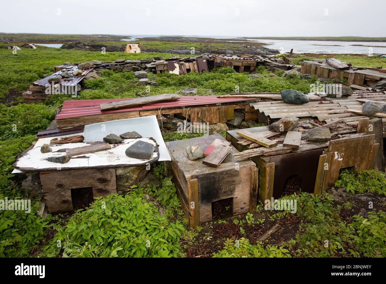 Common eider (Somateria mollissima) nesting shelters provided to aid ...