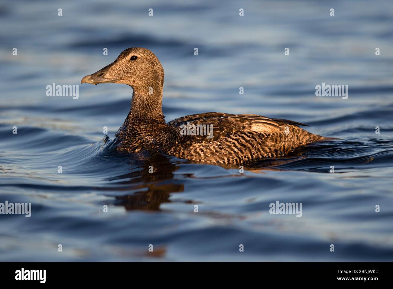 Common eider (Somateria mollissima) female duck on water, down is ...