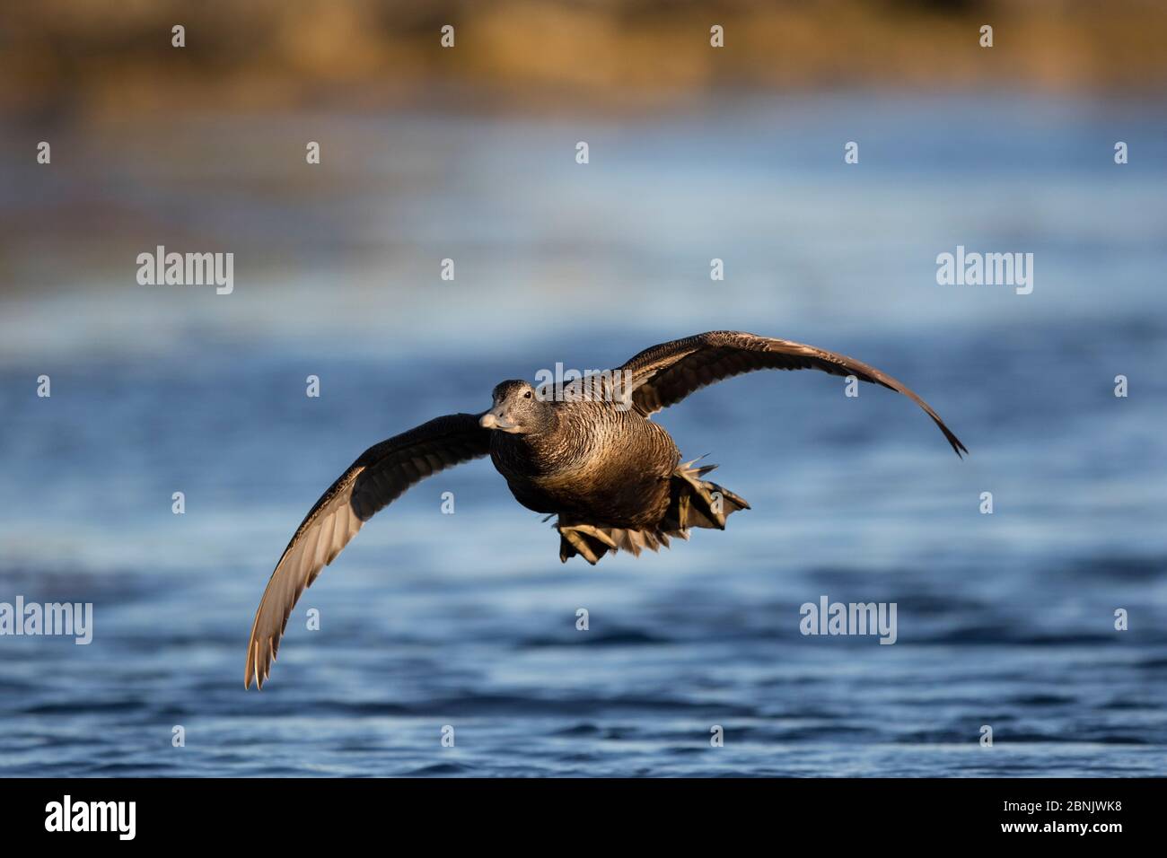 Common eider (Somateria mollissima) female flying over sea, down is ...