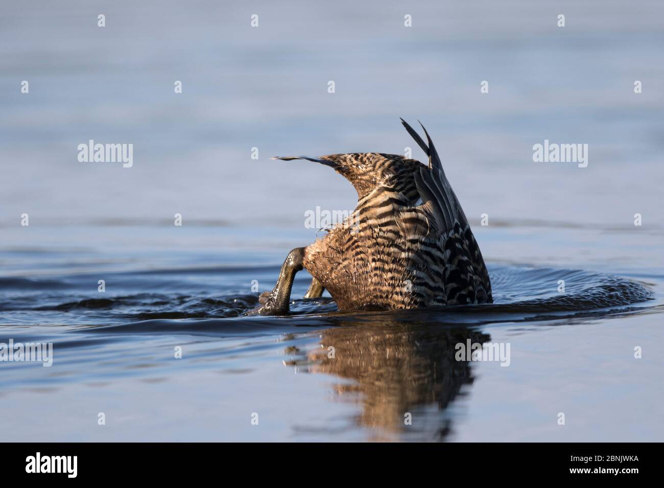 Female rear end hi-res stock photography and images - Alamy