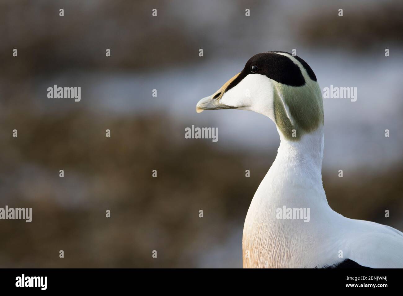 Common eider (Somateria mollissima) male drake portrait, Skjaervaer ...