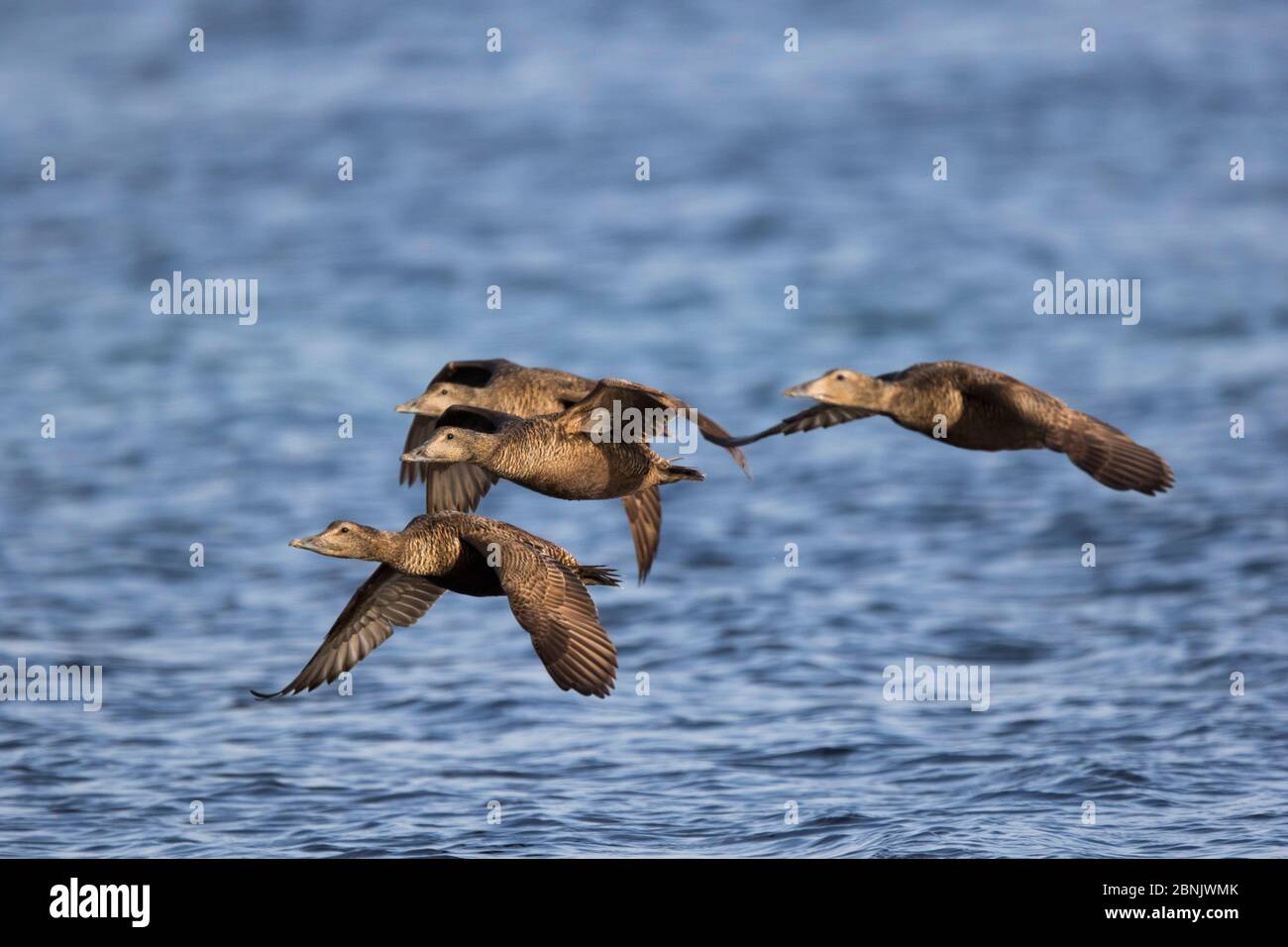 Common eider ducks flying hi-res stock photography and images - Alamy