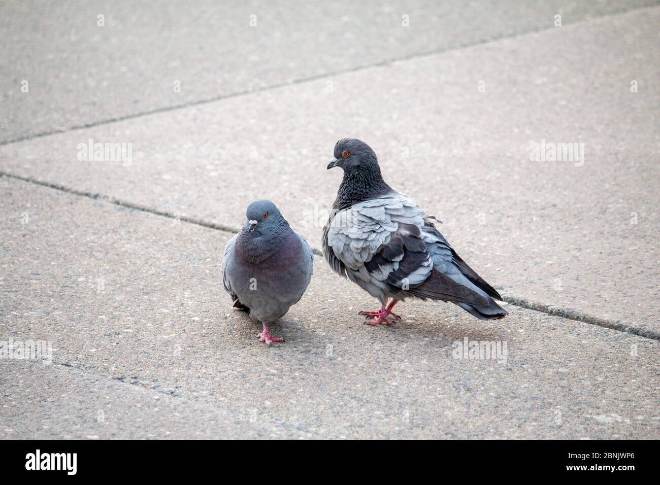 Two cute pigeons in downtown Toronto Stock Photo - Alamy