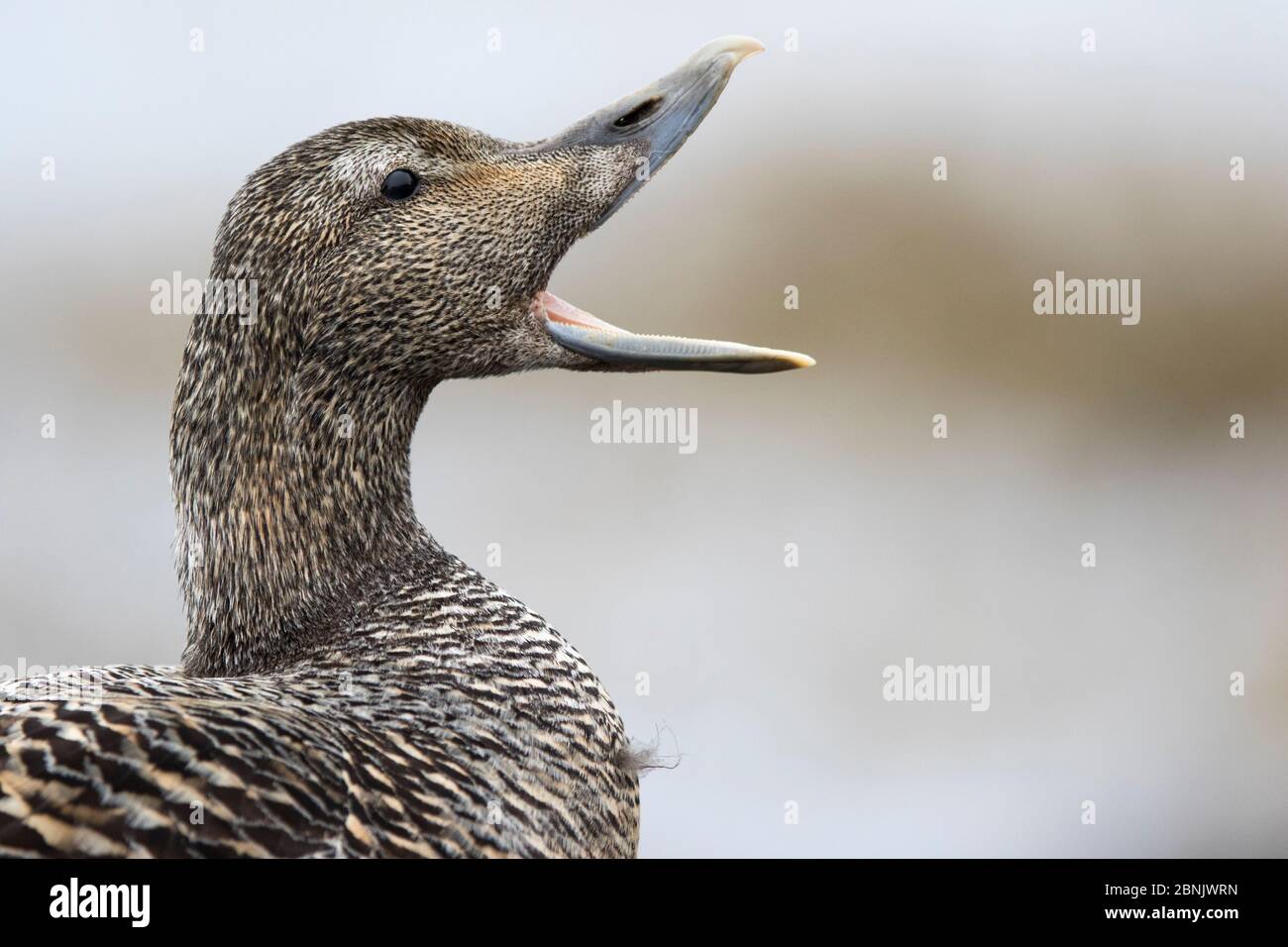 Ducks quacking hi-res stock photography and images - Alamy