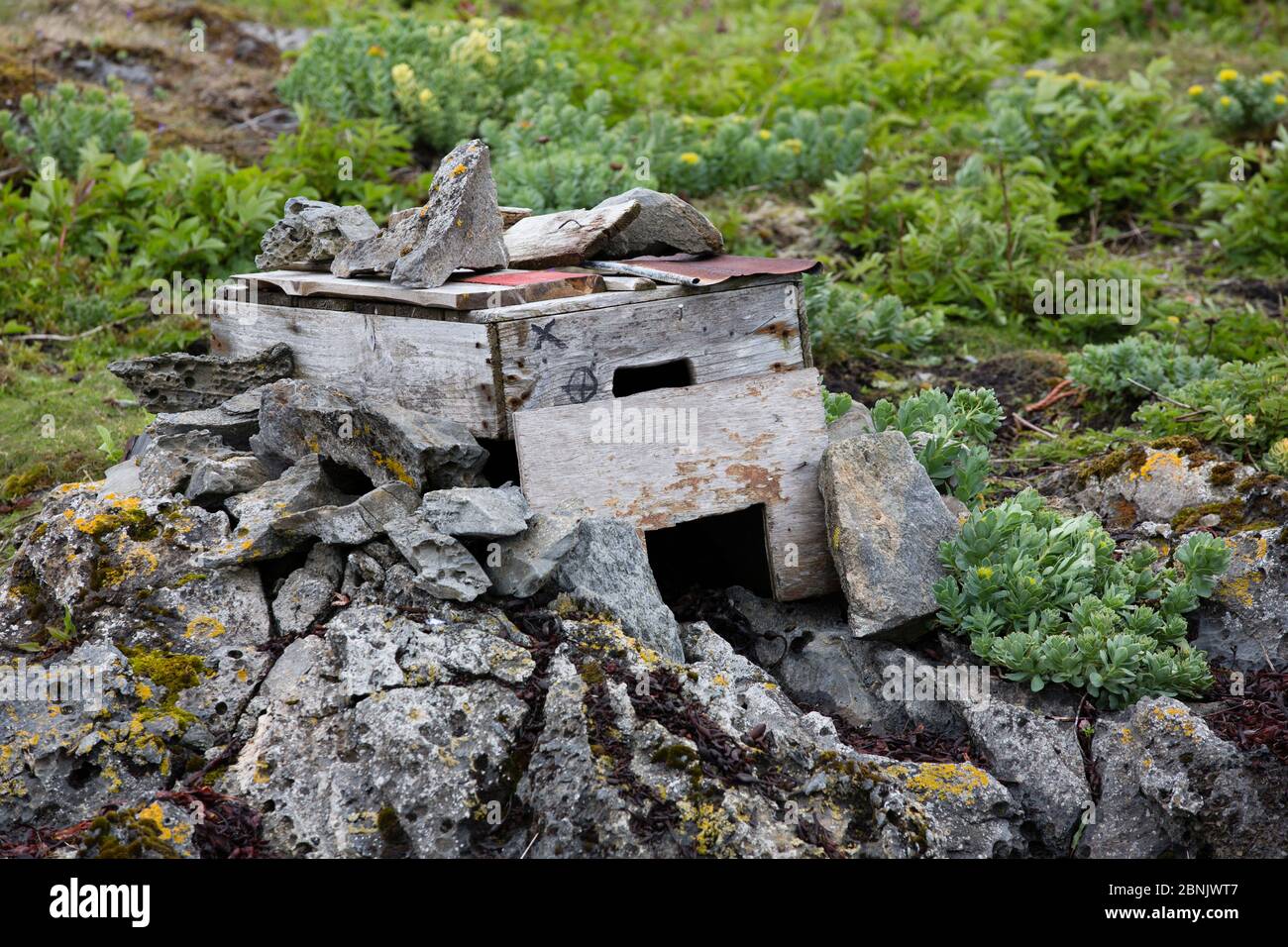 Common eider (Somateria mollissima) nesting shelter provided for the ...
