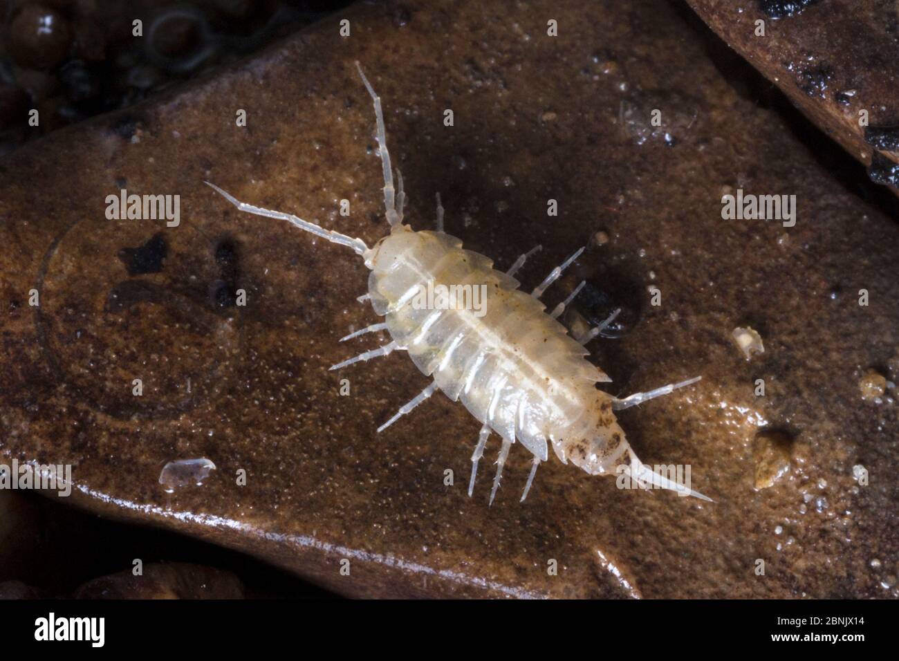 Living limestone caves hi-res stock photography and images - Alamy