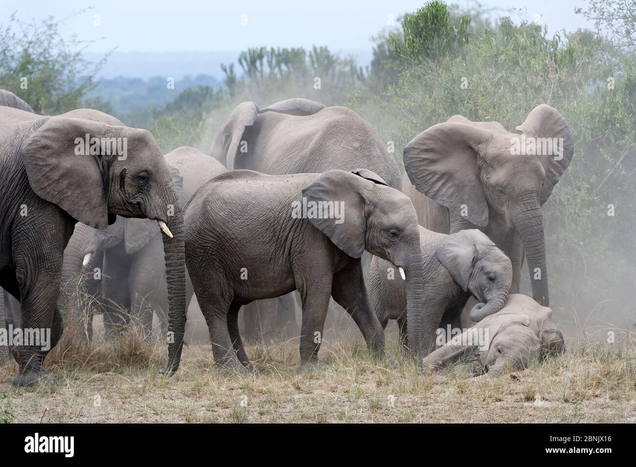African elephant (Loxodonta africana) calves playing amongst herd ...