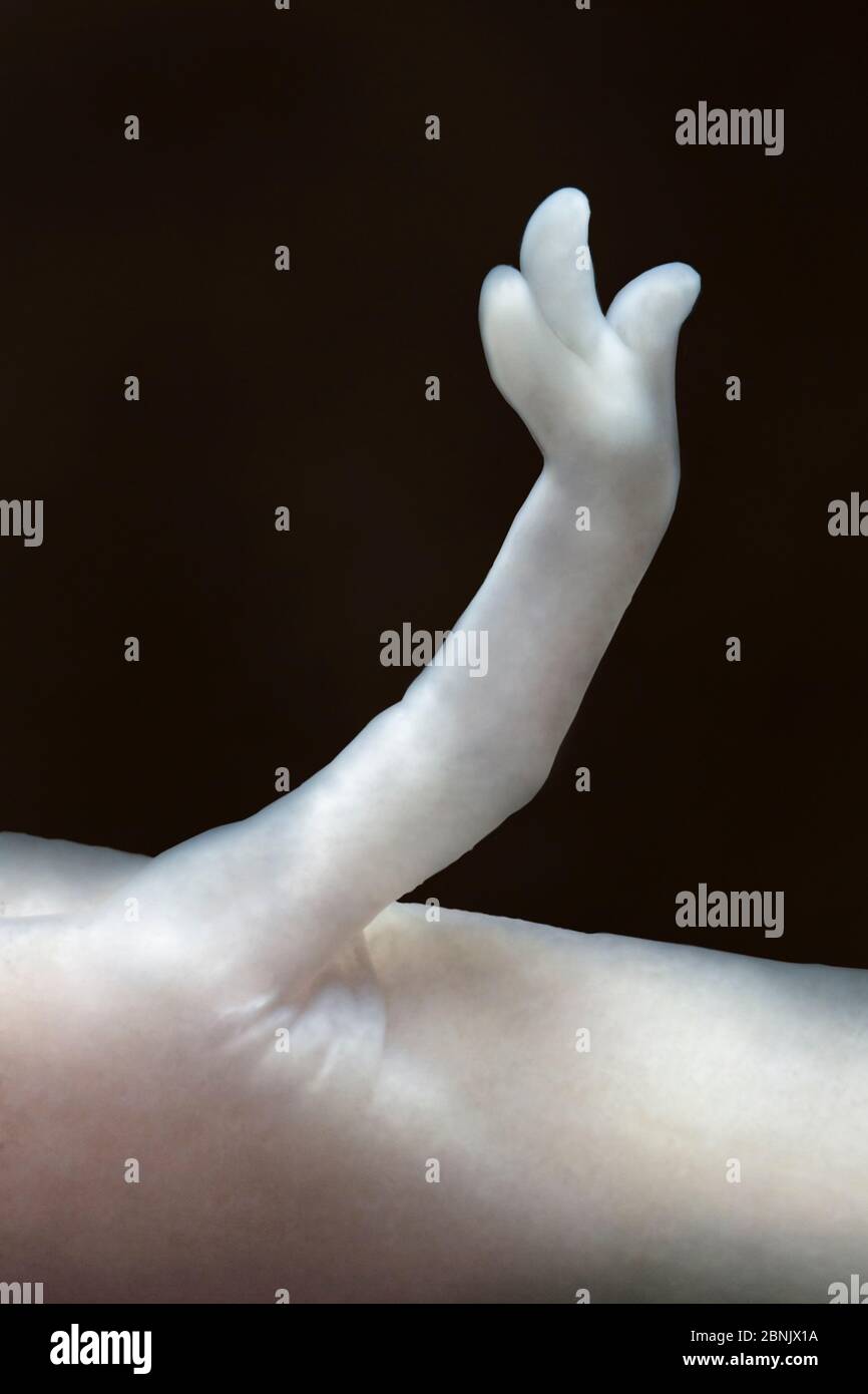 Three toes hi-res stock photography and images - Alamy