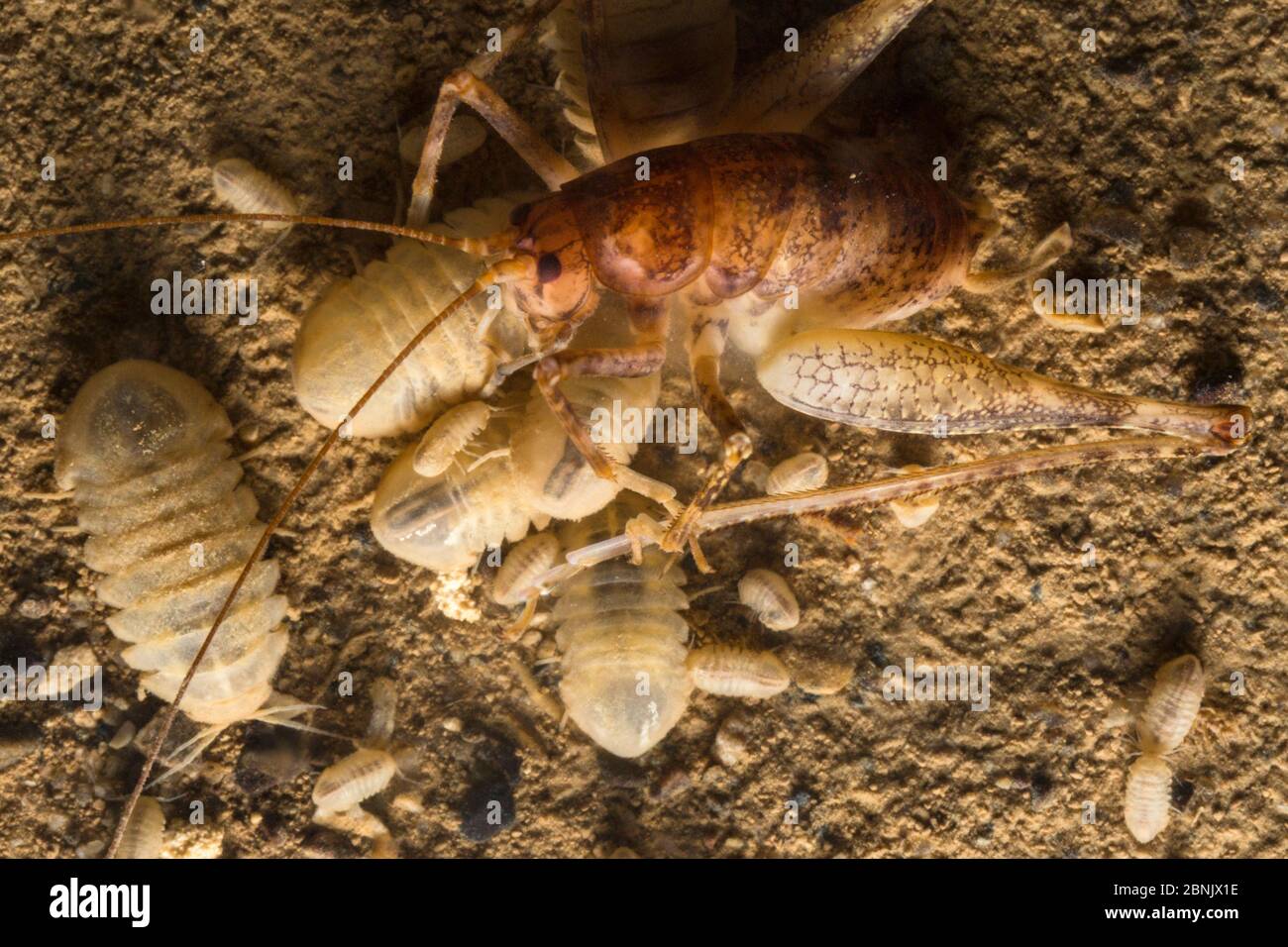 Cave cricket hi-res stock photography and images - Alamy