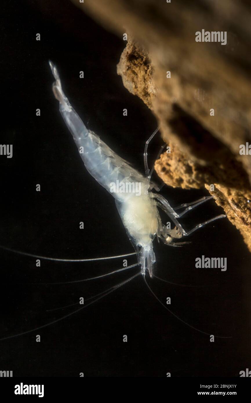 Cave shrimp (Troglocaris anophthalmus) occurs in karstic caves ...