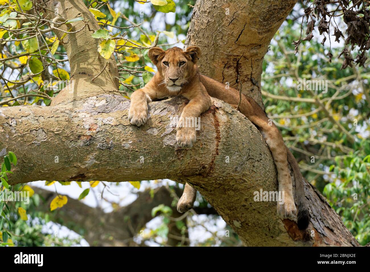 Tree climbing lion uganda hi-res stock photography and images - Alamy