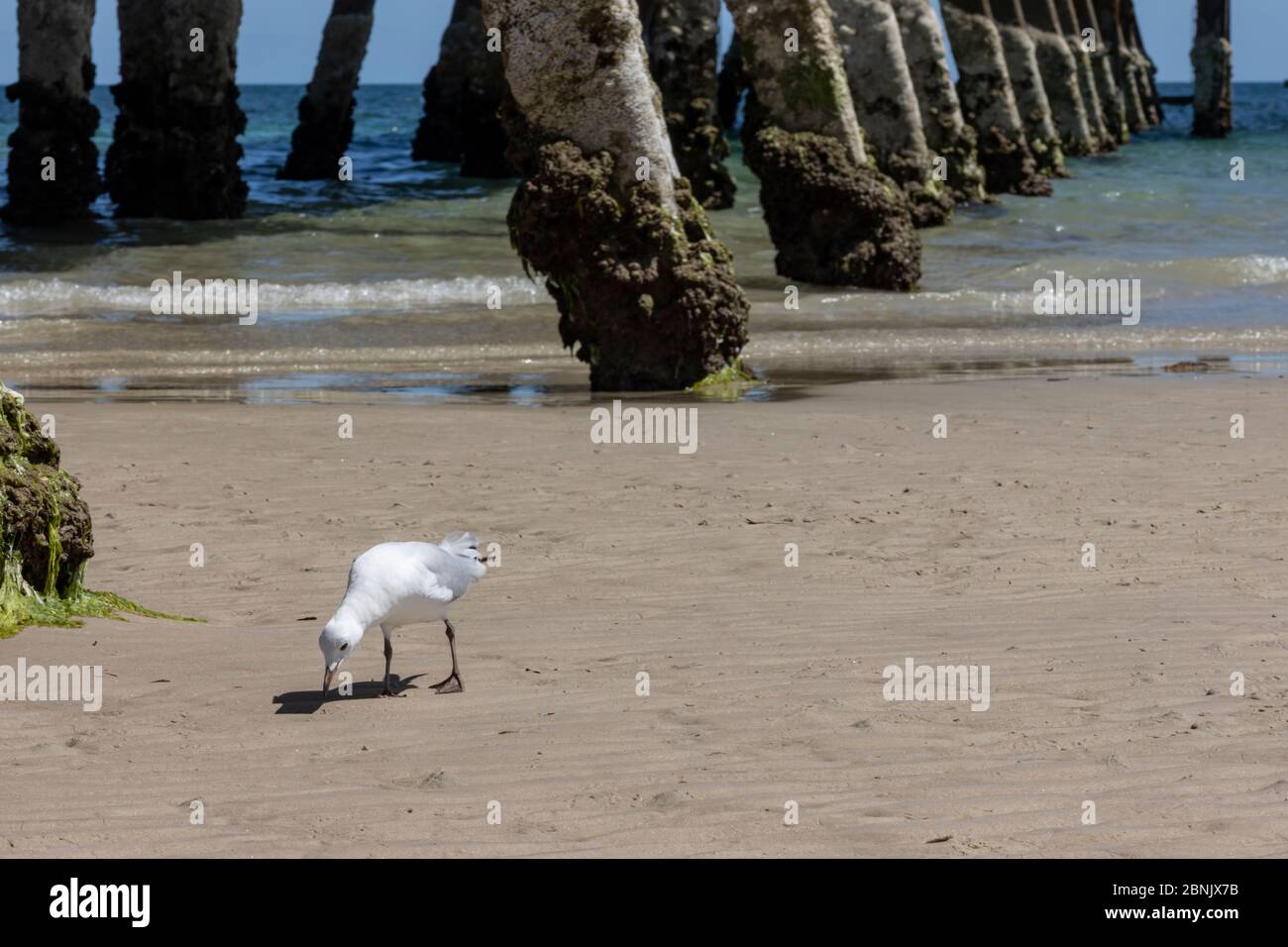 A seagull foraging for food on a seashore near a wharf on a sunny day ...