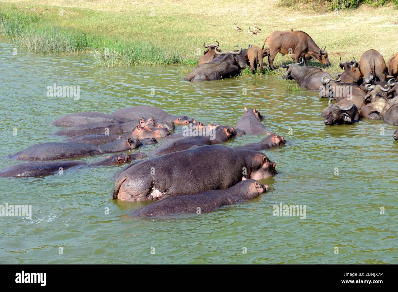 Hippopotamus group (Hippopotamus amphibius) and Cape buffalo (Syncerus ...