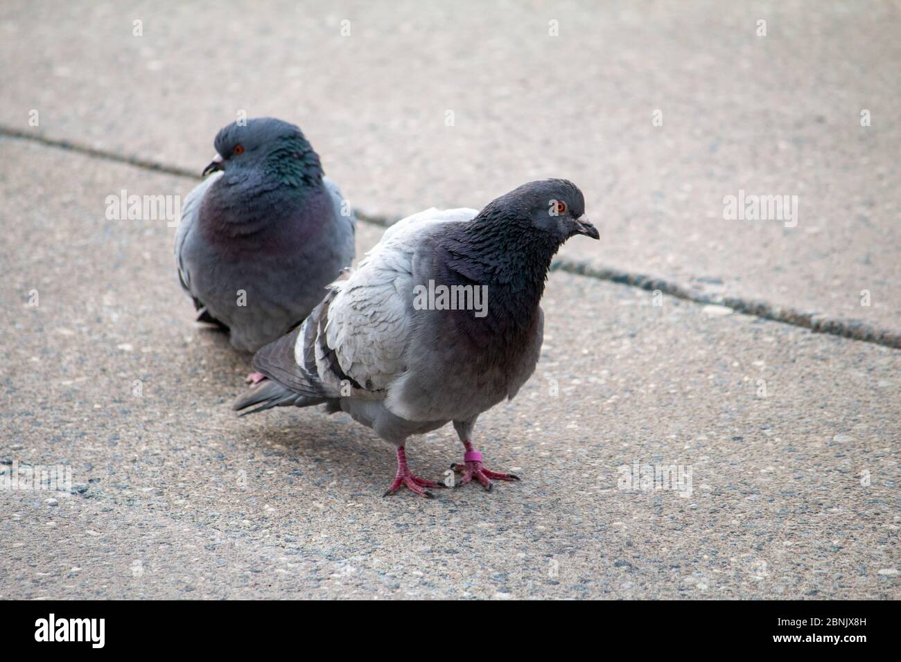 Two cute pigeons in downtown Toronto Stock Photo - Alamy