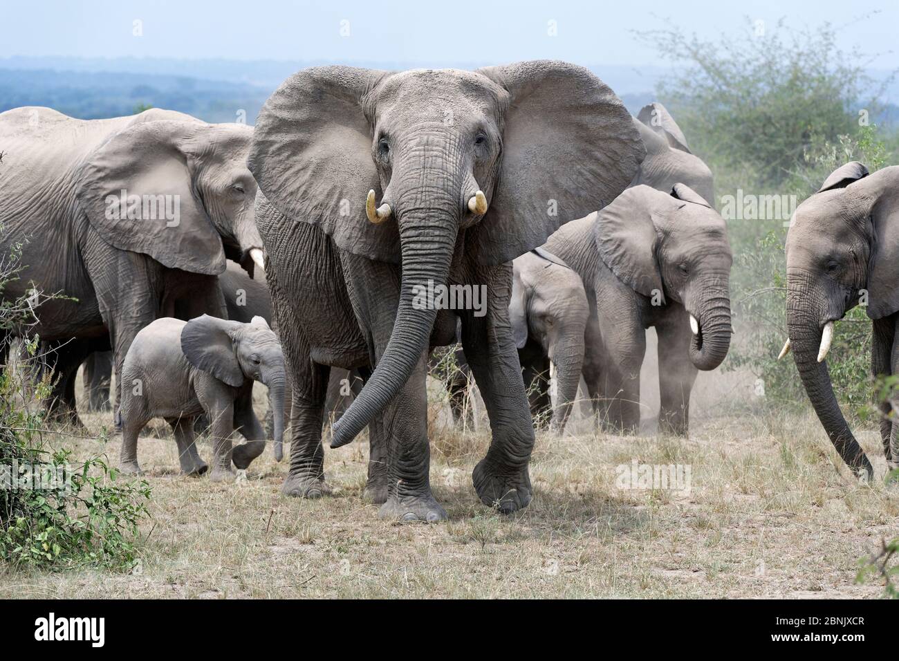 Elephant Herd Protecting The