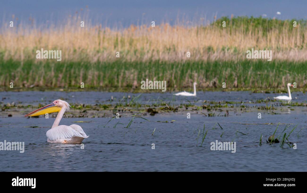 Danube fauna hi-res stock photography and images - Alamy