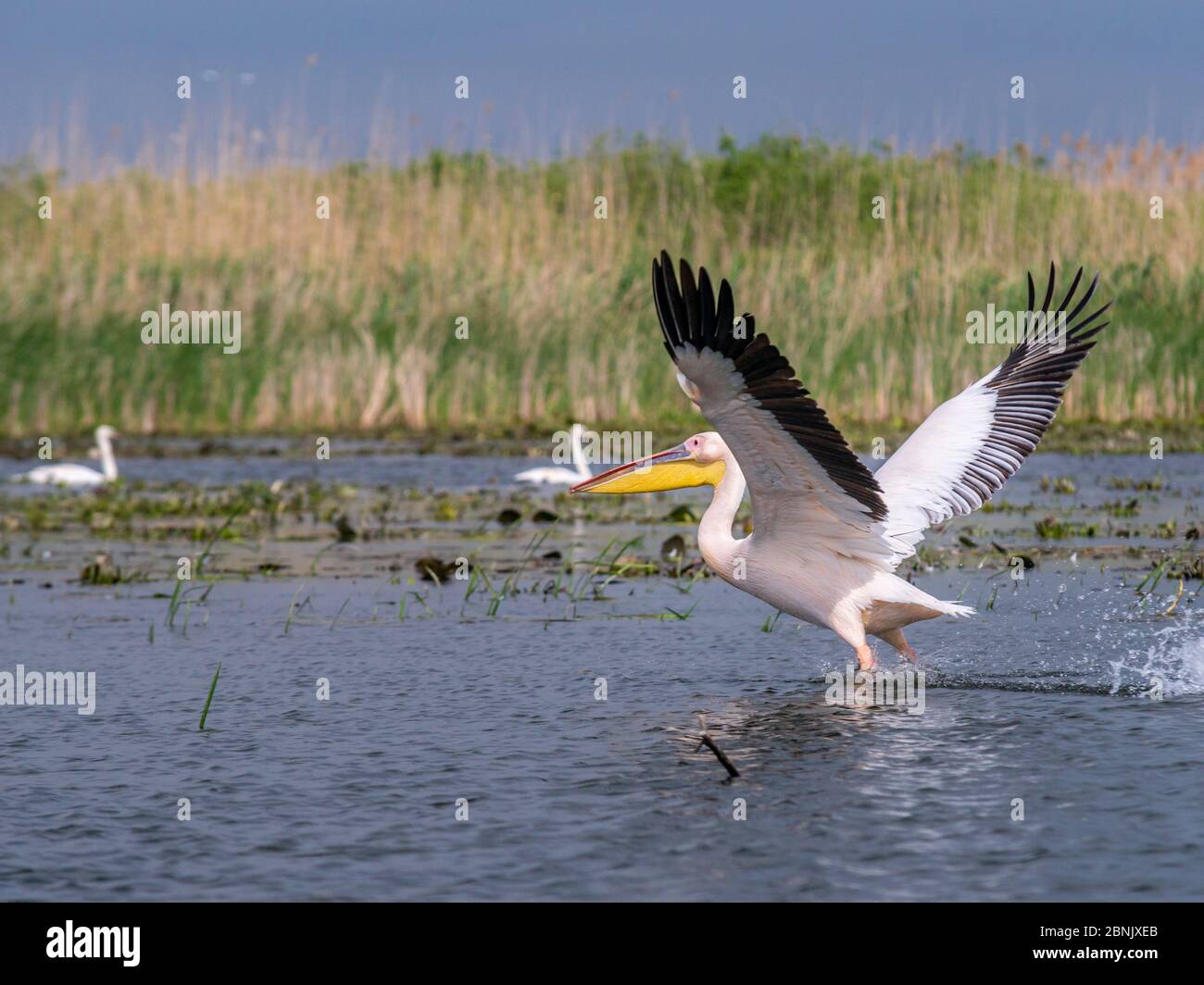 Delta white hi-res stock photography and images - Alamy