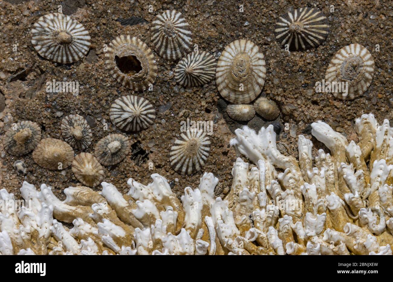 Limpets australia hi-res stock photography and images - Alamy