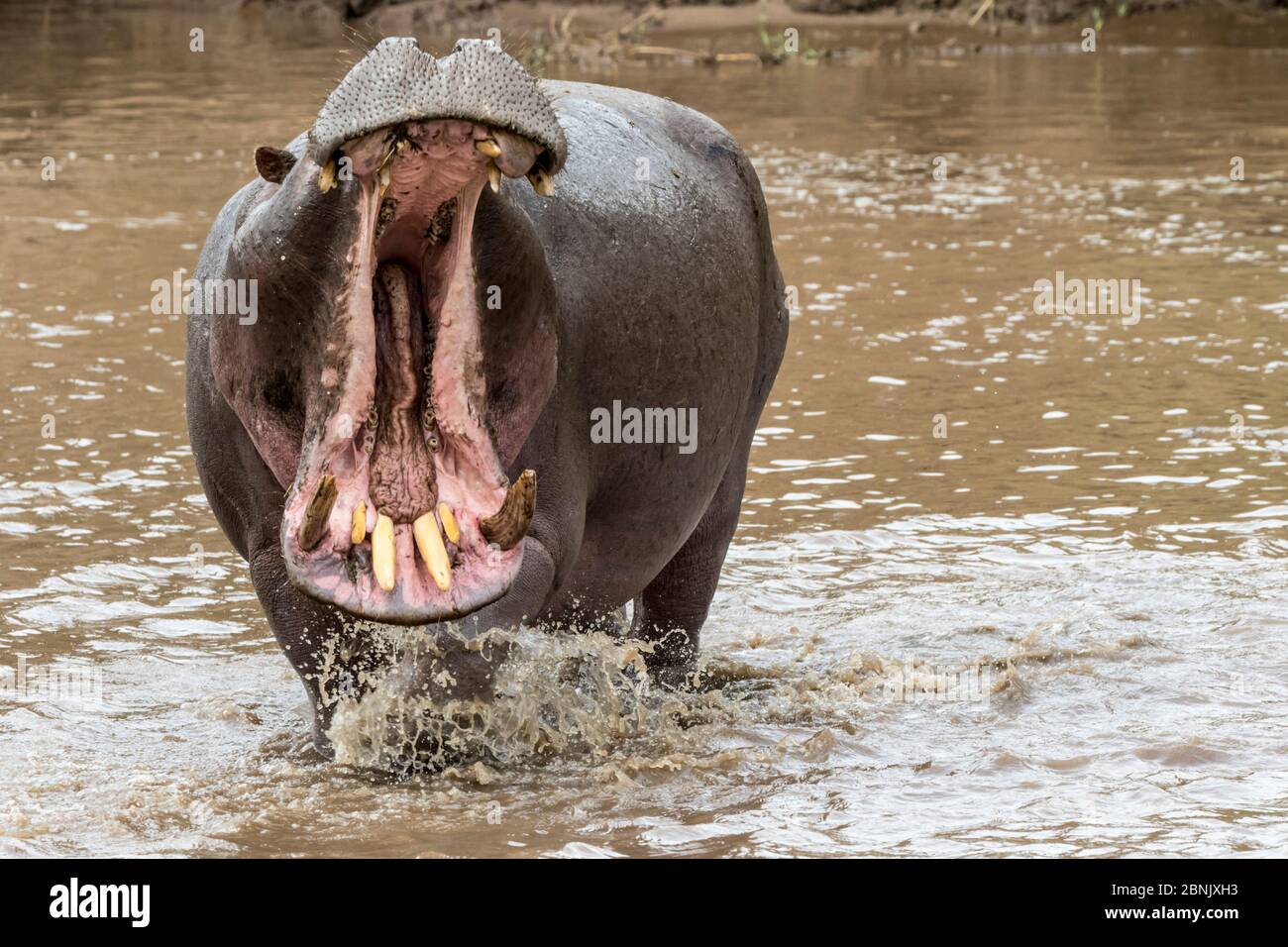 Hippopotamus (Hippopotamus amphibius), aggressive male, with mouth wide ...
