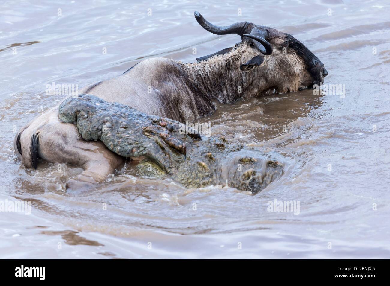 Wildebeest crocodile hi-res stock photography and images - Alamy