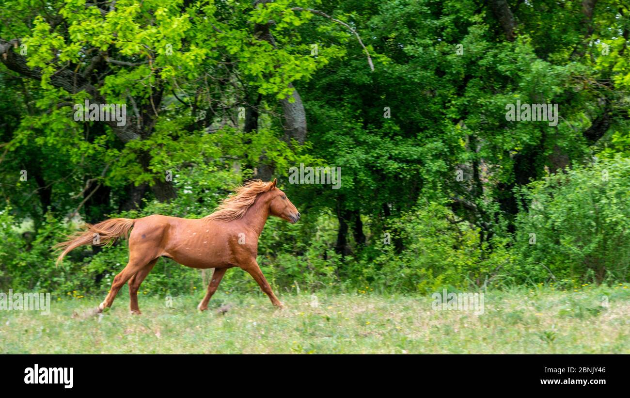 Wild horse, Letea forest, Danube delta, Romania Stock Photo - Alamy