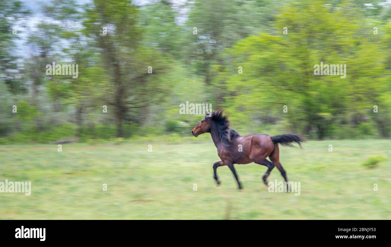 Wild horse, Letea forest, Danube delta, Romania Stock Photo - Alamy