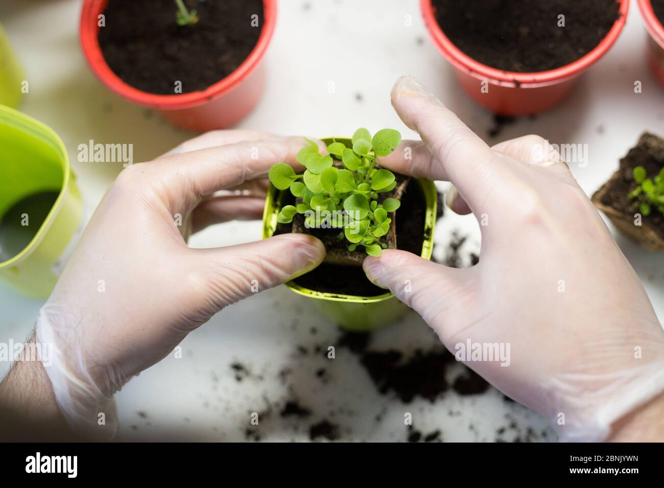 Man holding young plant with roots hi-res stock photography and images ...