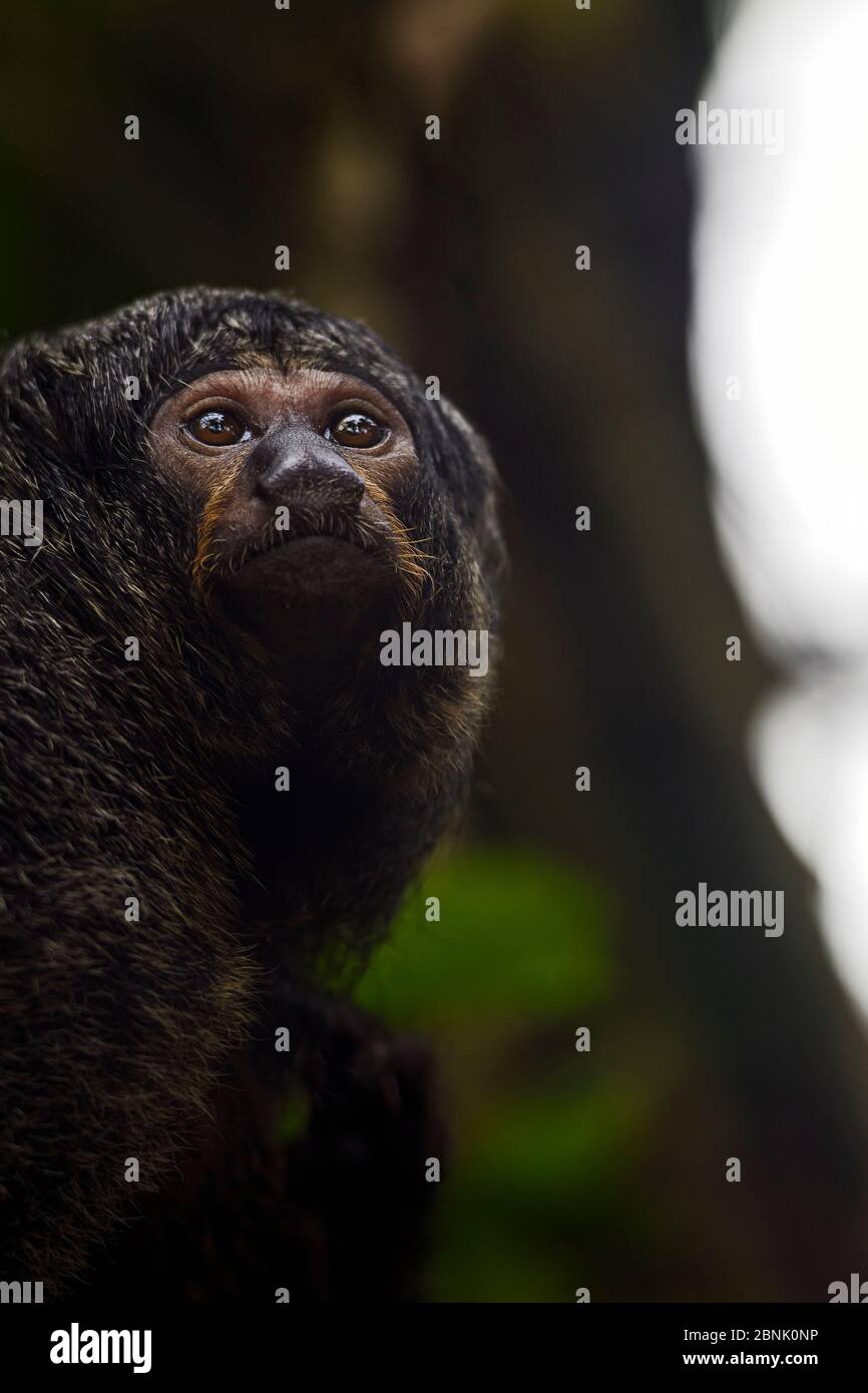 Guianan Saki - Pithecia pithecia, beautiful rare shy primate from South ...