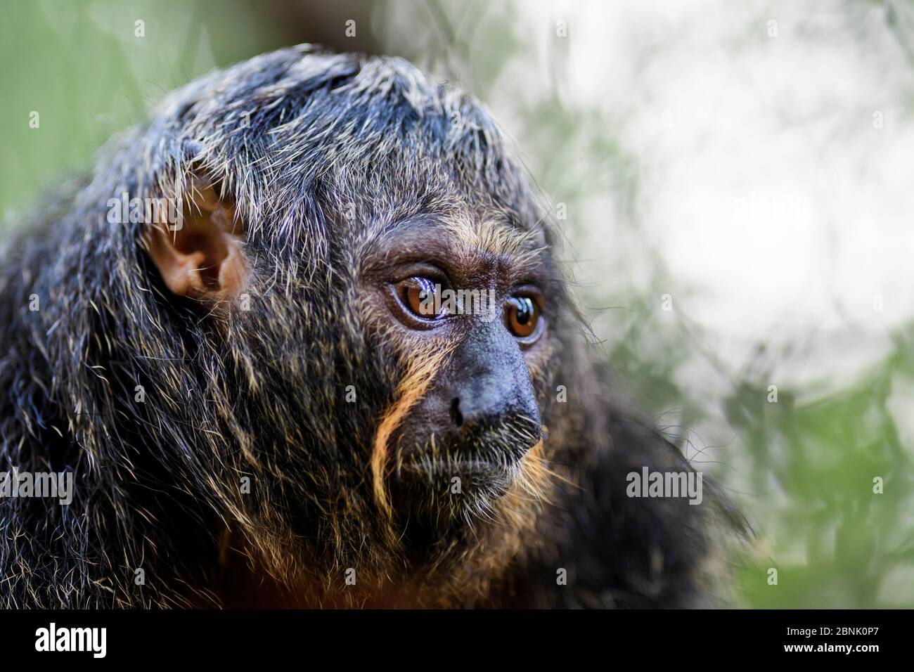 Guianan Saki - Pithecia pithecia, beautiful rare shy primate from South ...