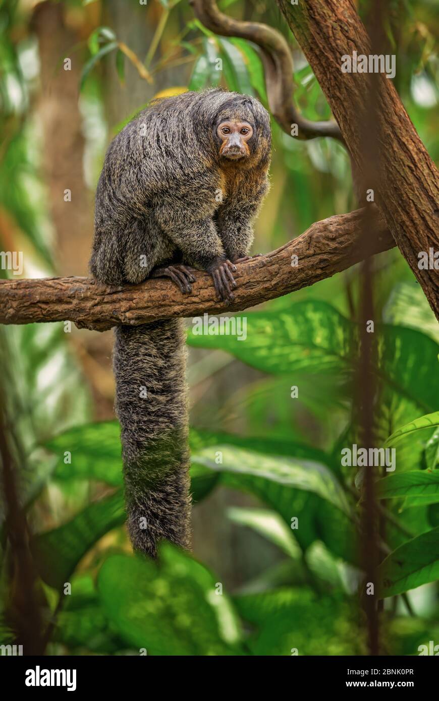 Guianan Saki - Pithecia pithecia, beautiful rare shy primate from South ...