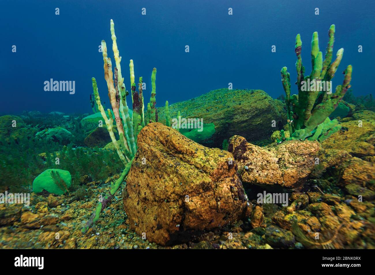 Sick sponge, stricken by a Cyanobacteria, Lake Baikal, Siberia, Russia ...
