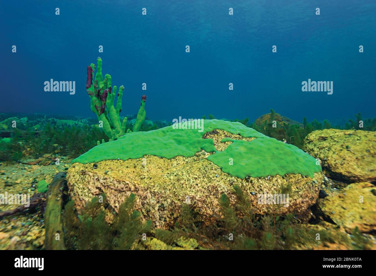 Sick sponge, stricken by a Cyanobacteria, Lake Baikal, Siberia, Russia ...