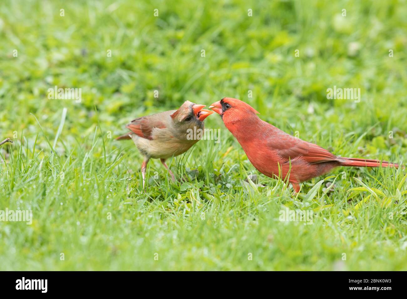 Kissing cardinals hi-res stock photography and images - Alamy