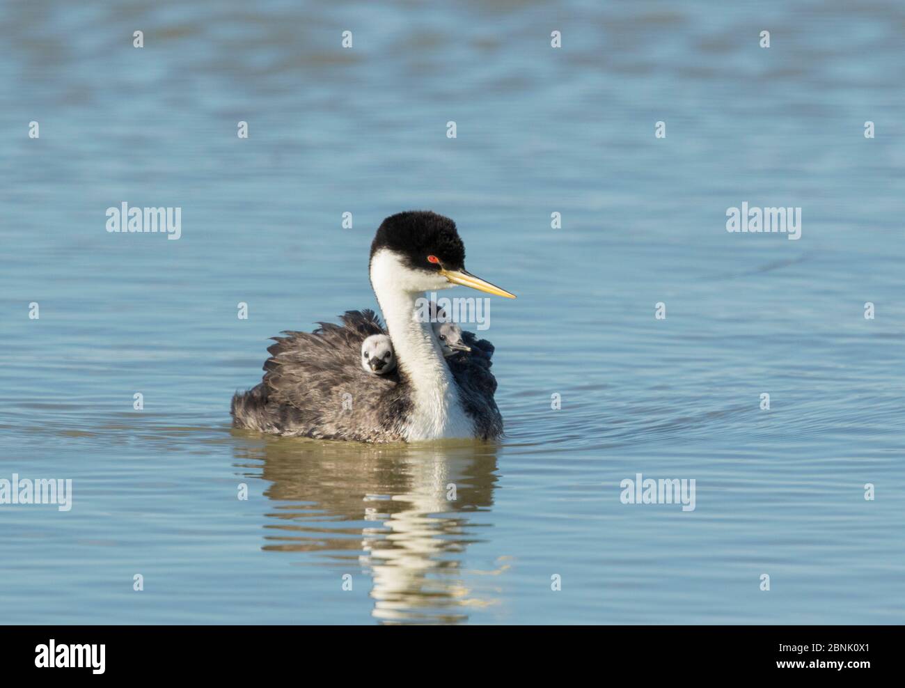 Chick aechmophorus occidentalis hi-res stock photography and images - Alamy